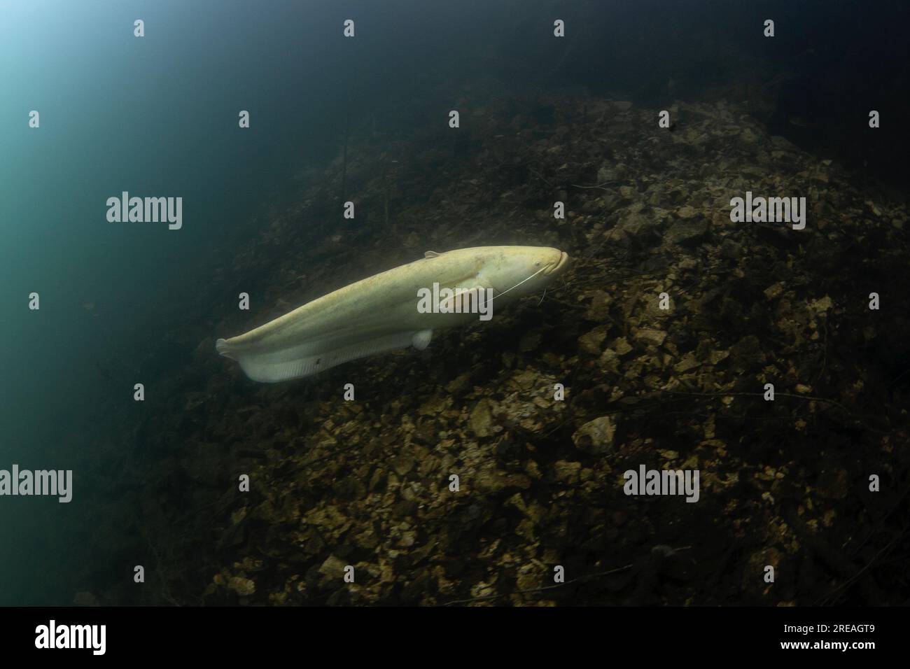 Marine albinos wels Banque de photographies et d’images à haute ...