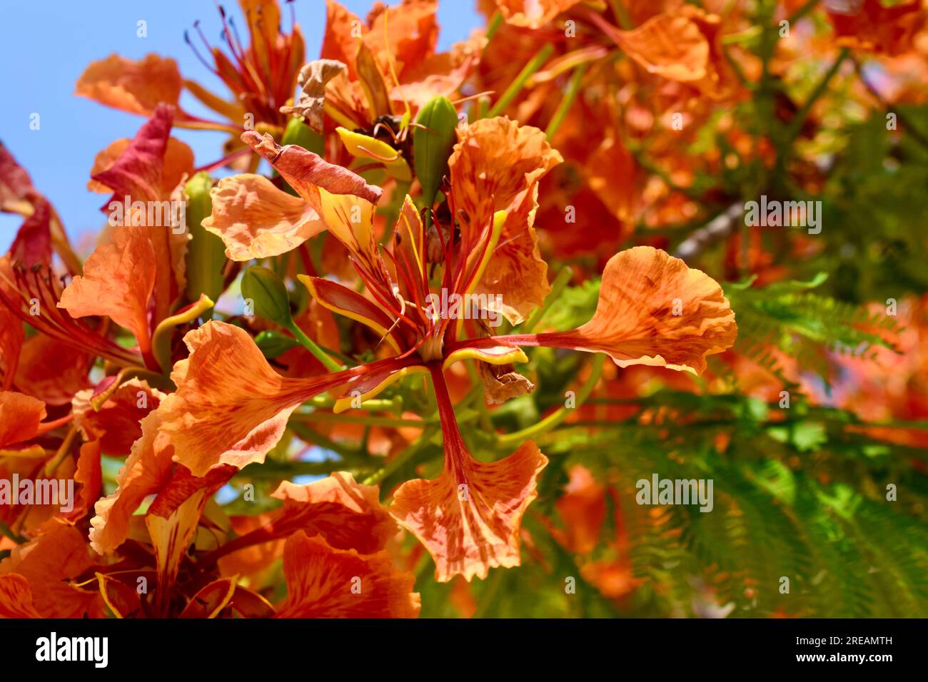 Un arbre flamboyant (Delonix regia), alias Royal Poinciana, en fleurs ...