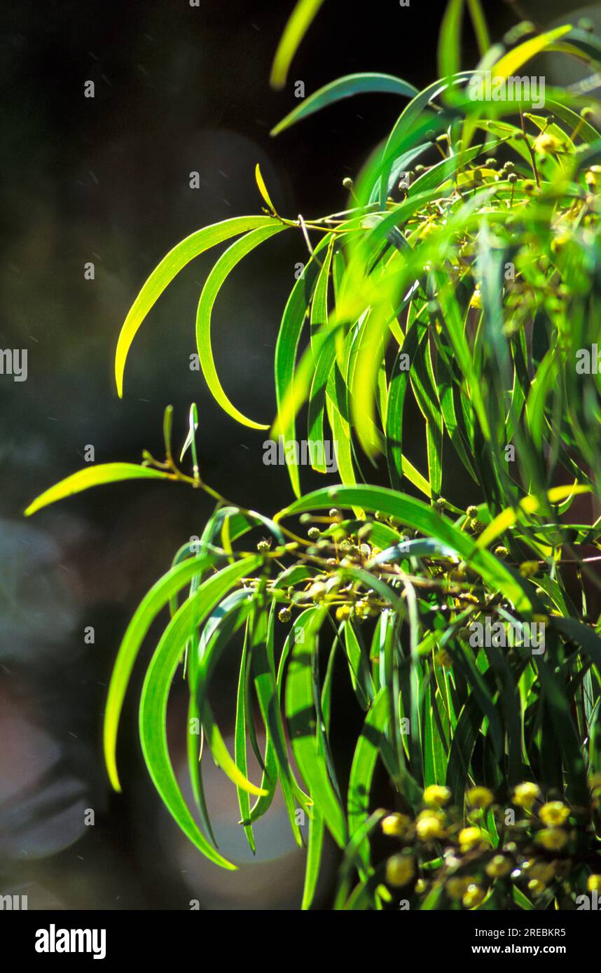 Acacia koa Banque de photographies et d’images à haute résolution - Alamy