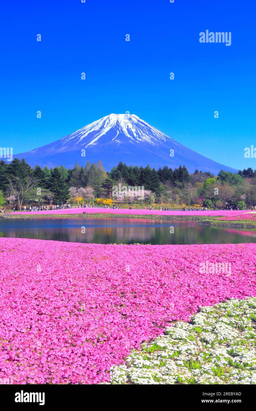 Mount fuji shibazakura festival Banque de photographies et d’images à ...
