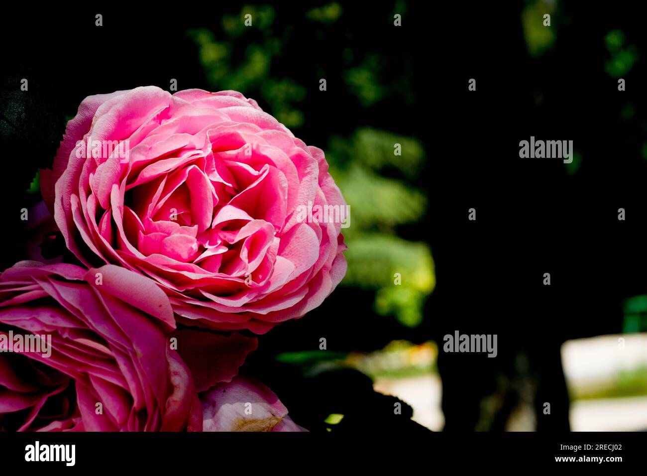 Ligne rosa renaud Banque de photographies et d’images à haute ...