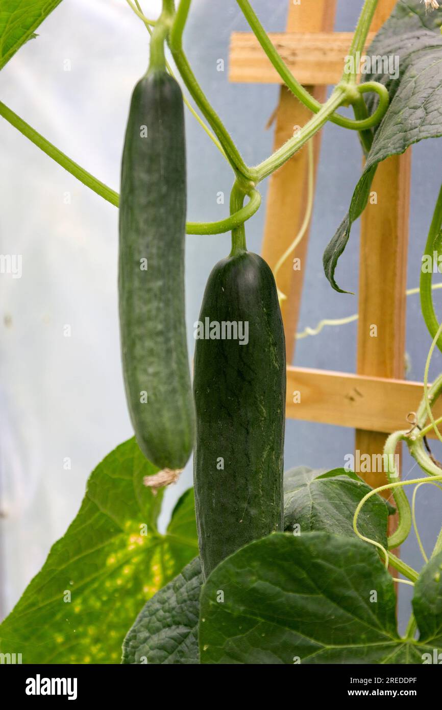 Cucumbers growing Banque de photographies et d’images à haute ...