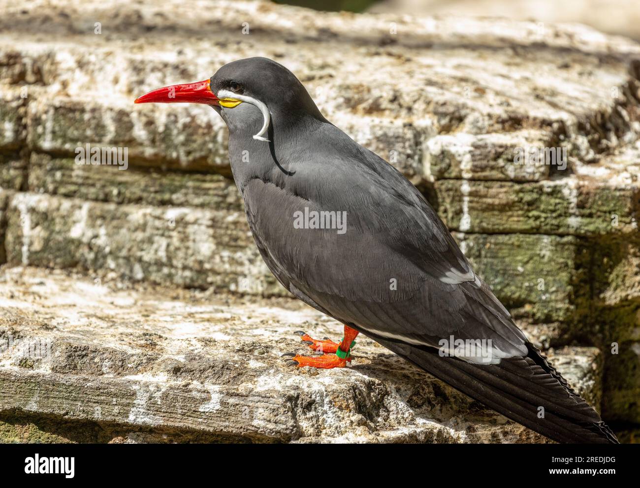 Oiseau au plumage rouge Banque de photographies et d’images à haute ...