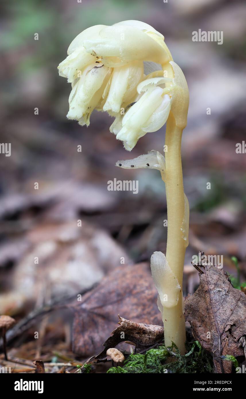 Oiseaux parasites Banque de photographies et d’images à haute ...