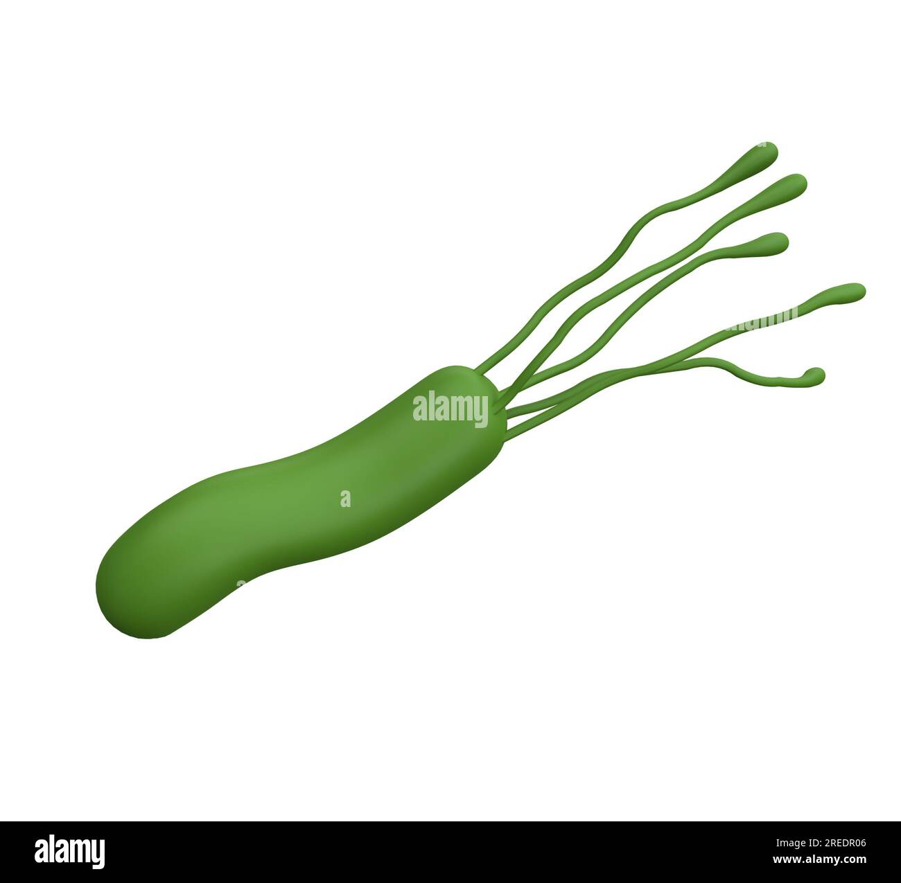 Les bactéries Helicobacter pylori 3D rendent une icône de médecine ...