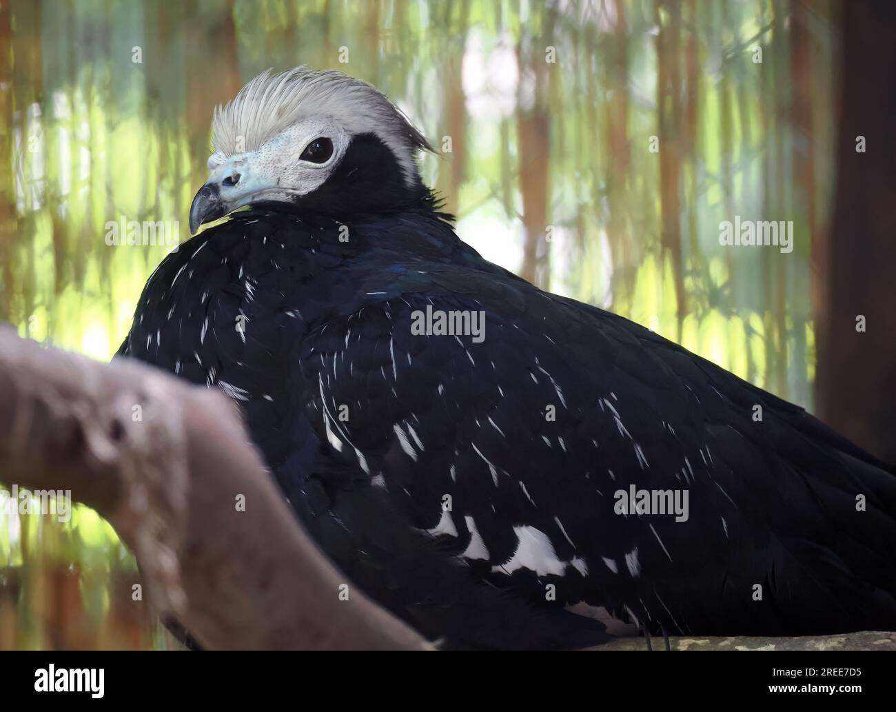 Aburria cumanensis Banque de photographies et d’images à haute ...