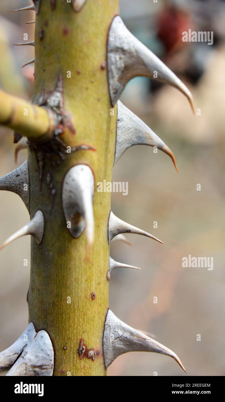 Jesus plant tree Banque de photographies et d’images à haute résolution ...