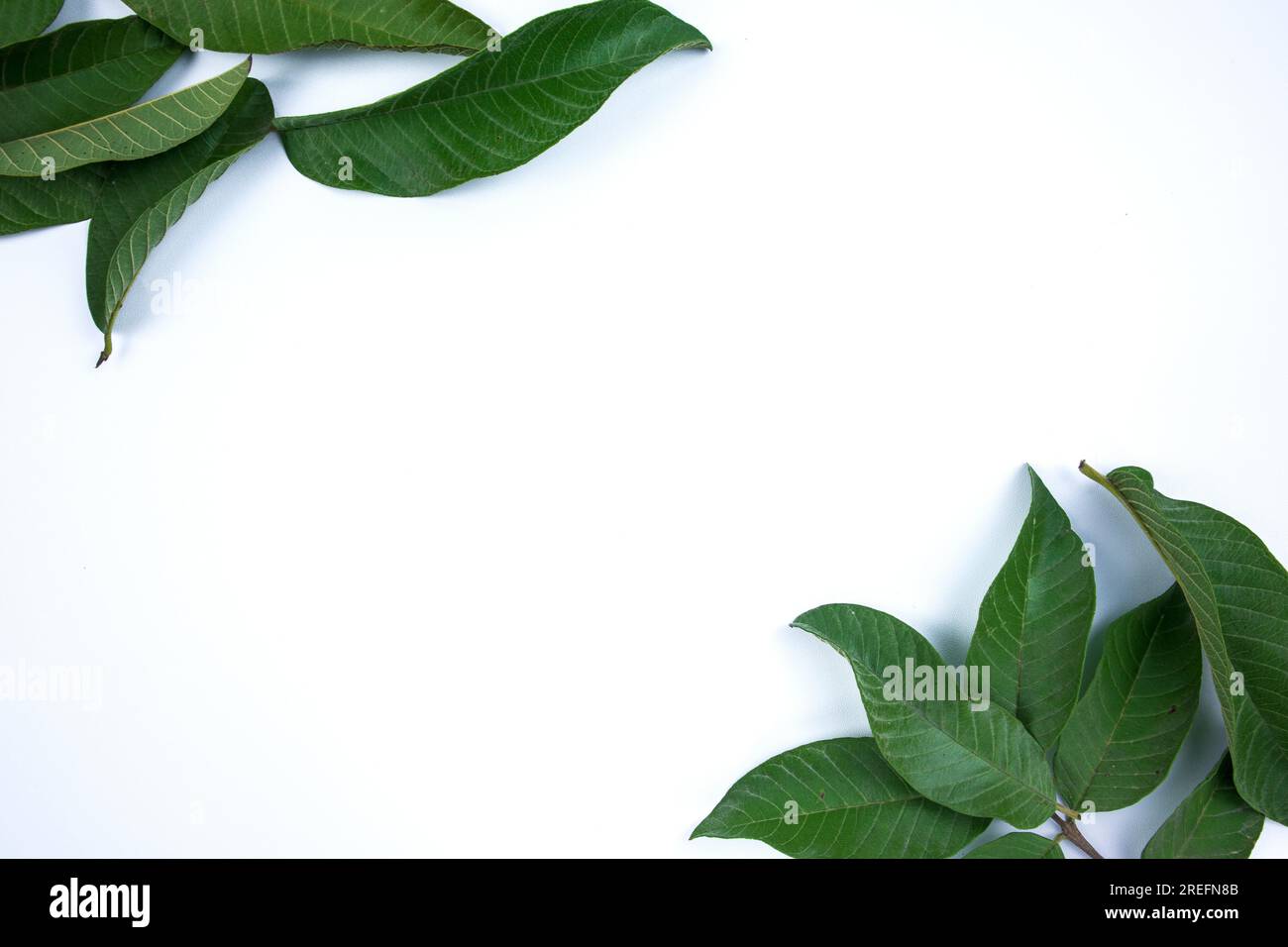 Feuille de goyavier Banque de photographies et d’images à haute ...