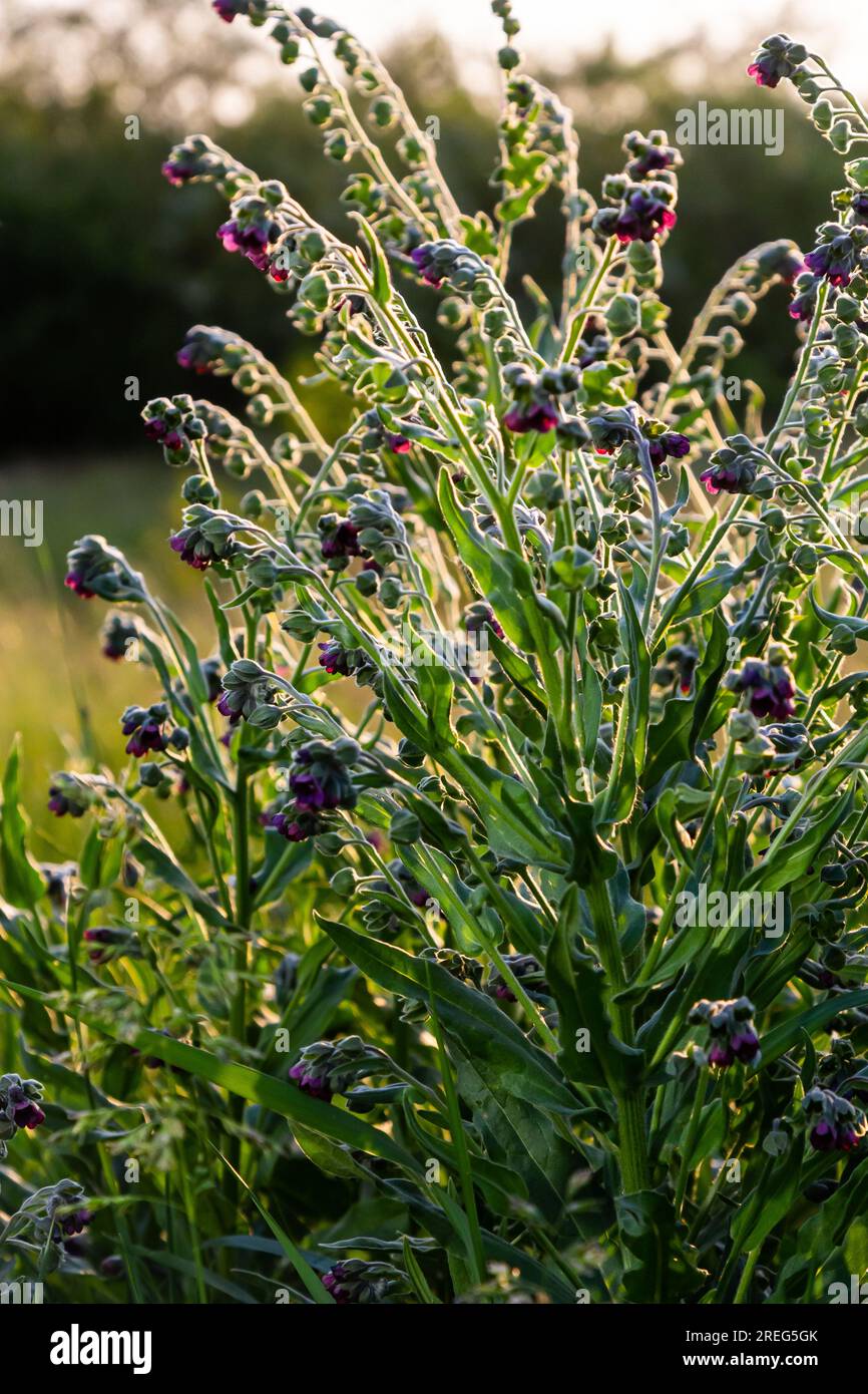Dans la nature, Cynoglossum officinale fleurit parmi les herbes. Un ...