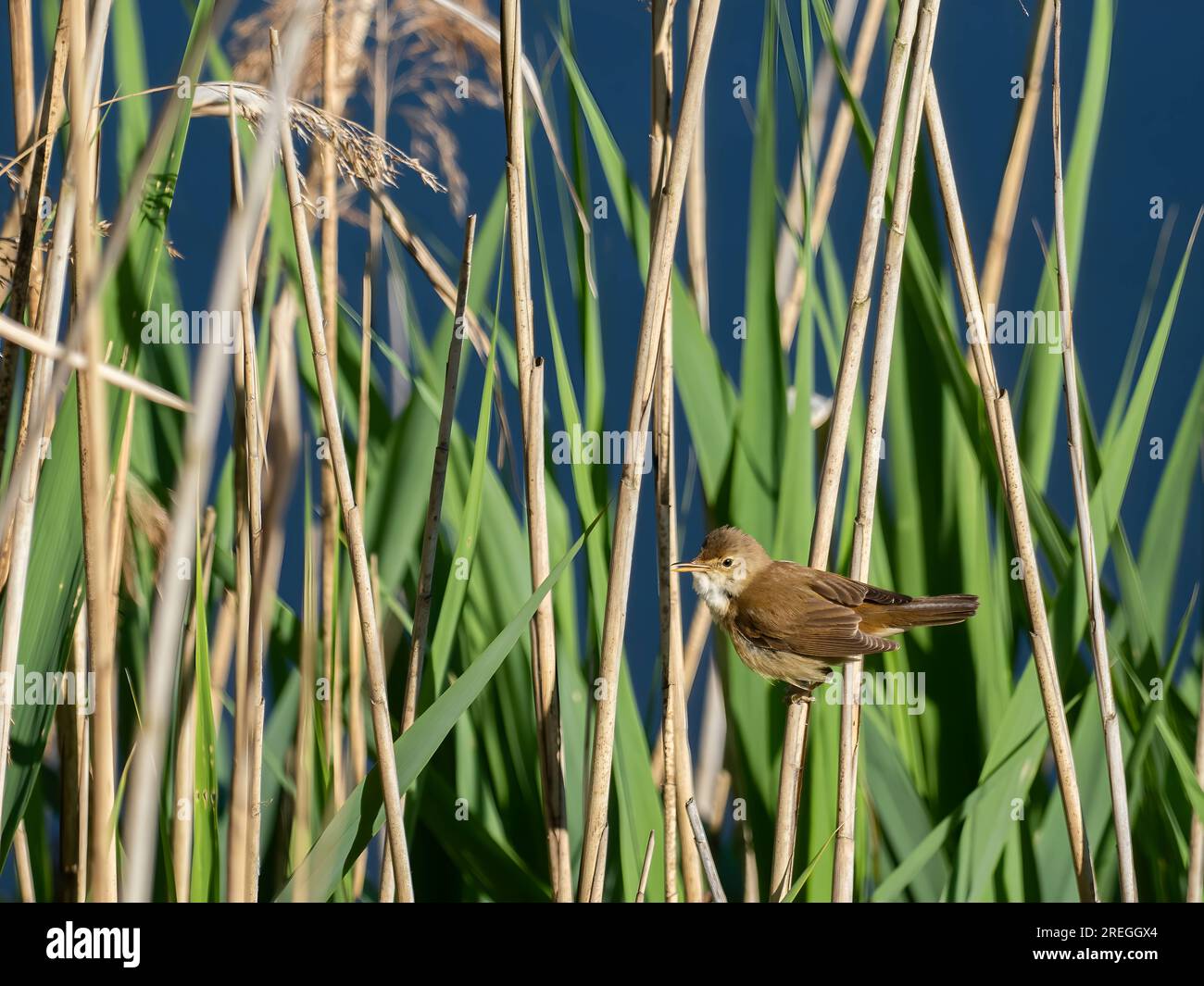 Nid d'une fauvette des roseaux Banque de photographies et d’images à ...
