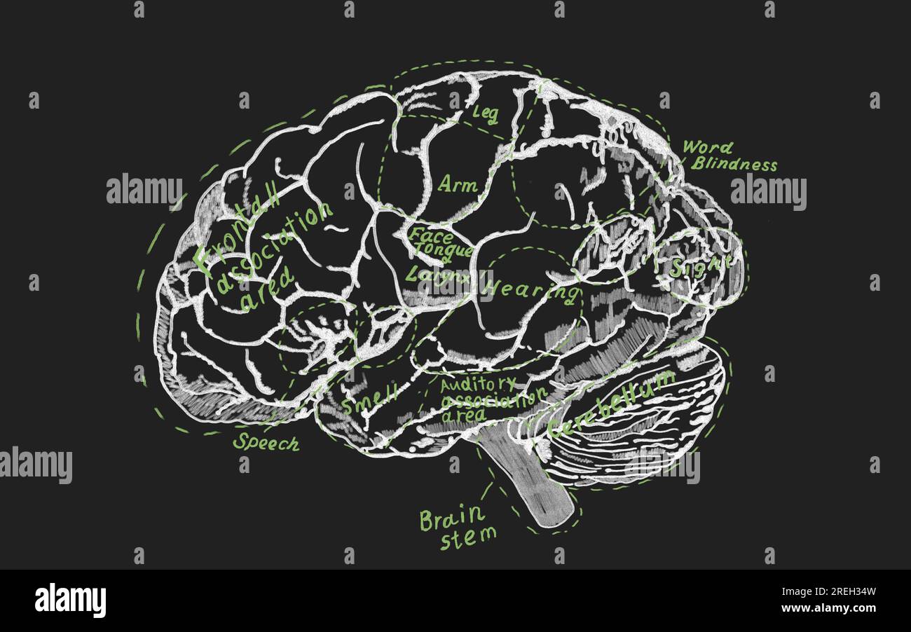 Schéma du cerveau humain vintage pour l'éducation ou la science ...