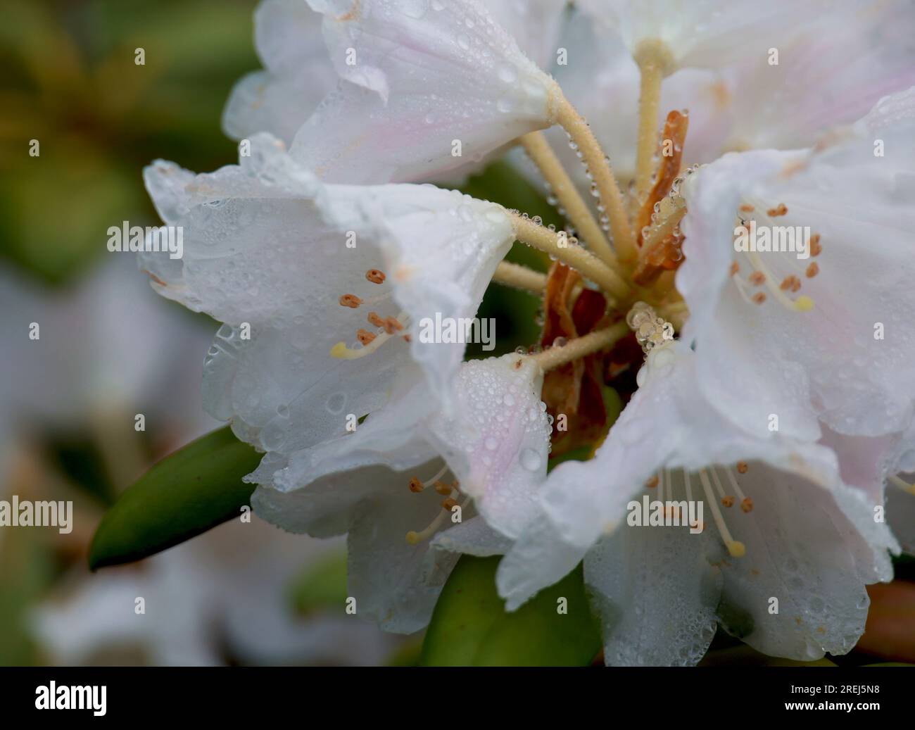 A picture shows Rhododendron flowers in Yakushima, Kagoshima prefecture ...