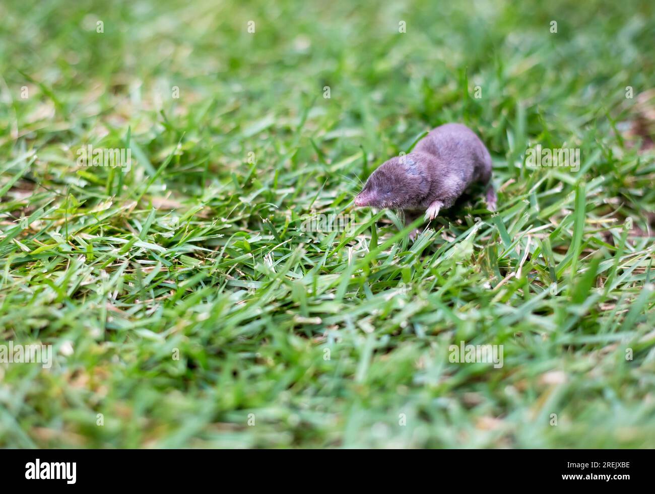 Cryptotis parva Banque de photographies et d’images à haute résolution ...