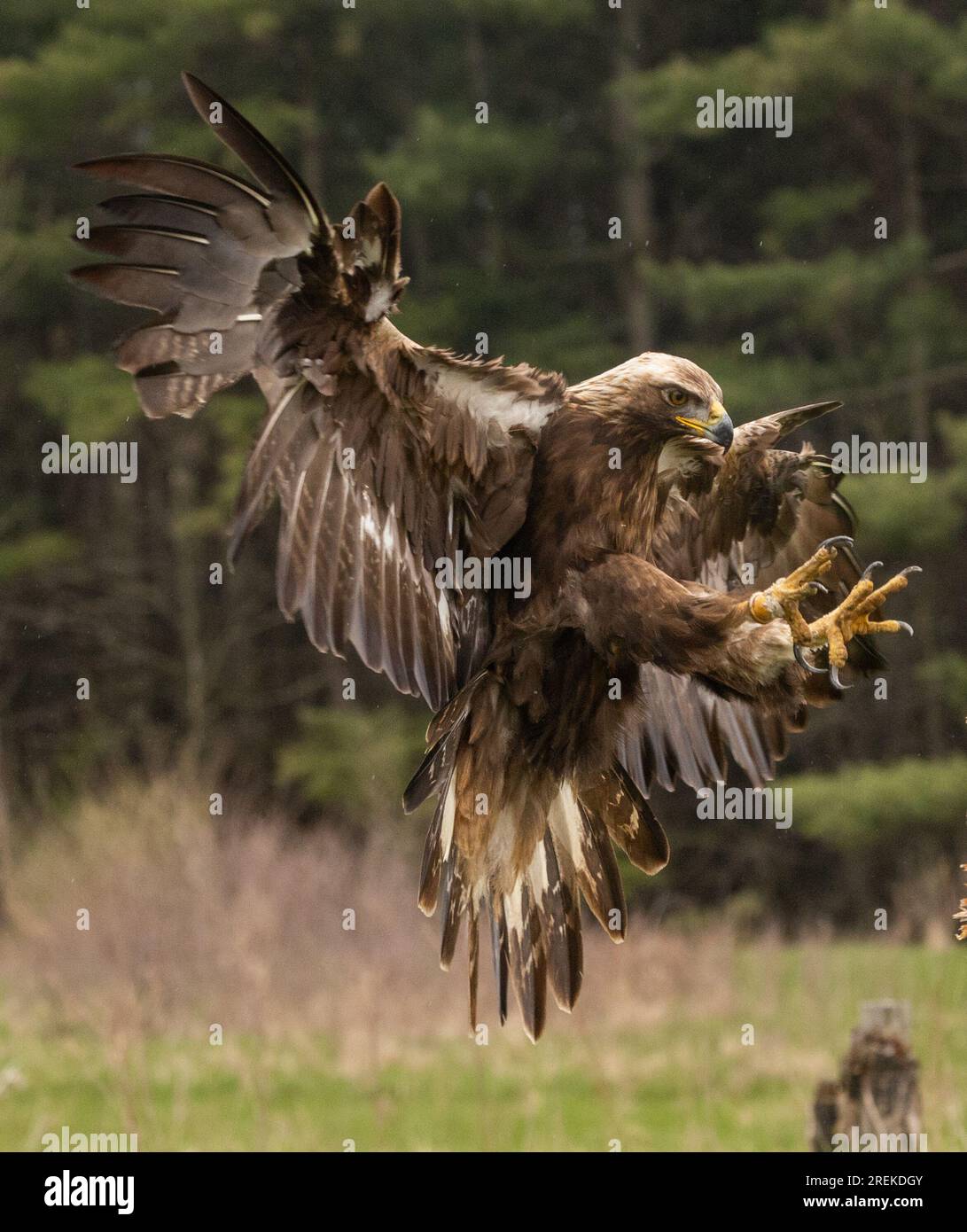 Golden eagle landing Banque de photographies et d’images à haute ...