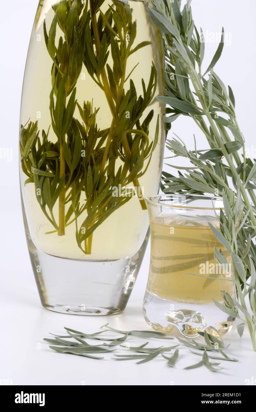 Artemisia absinthum Banque de photographies et d’images à haute ...