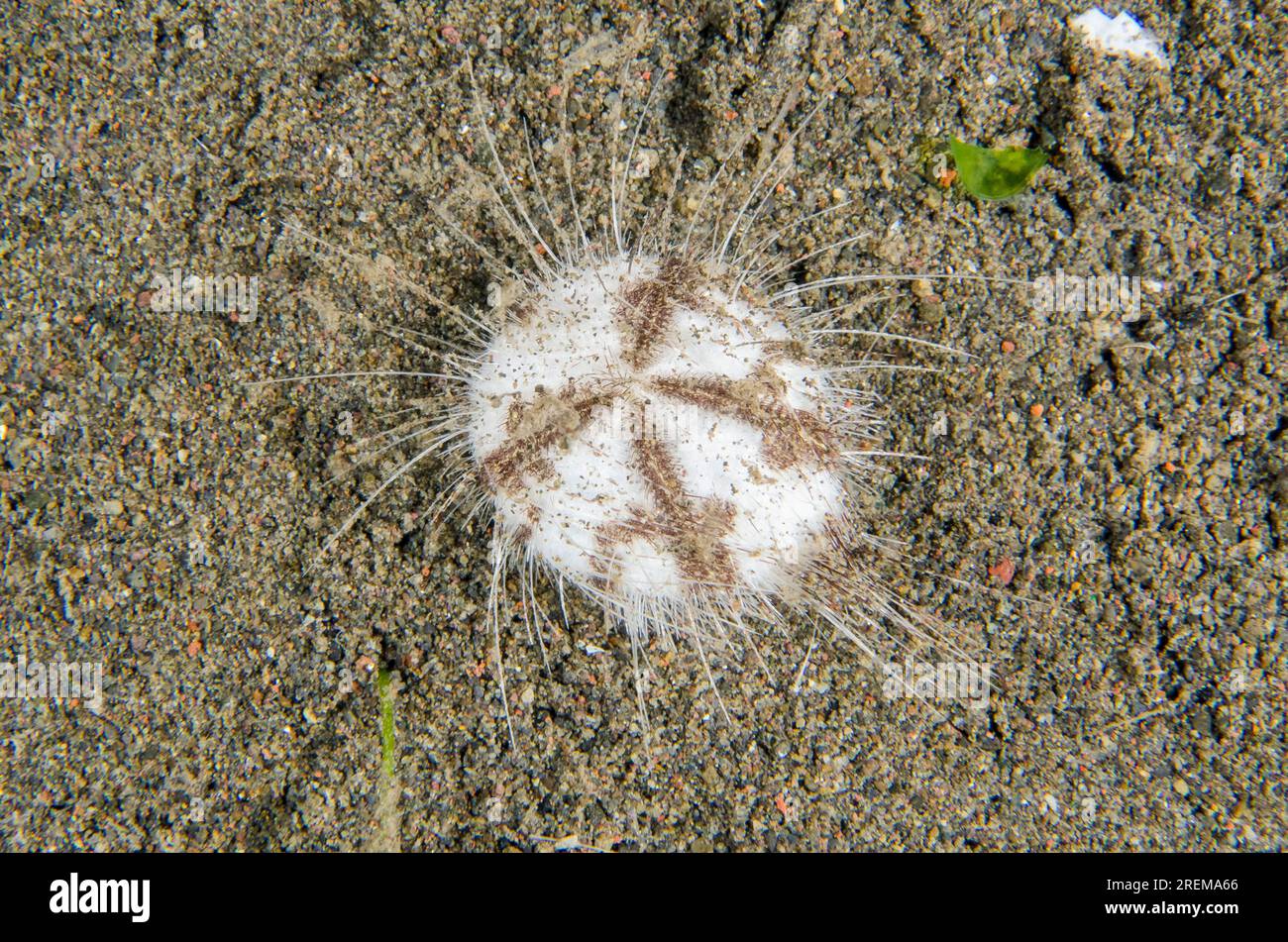 Maretia planulata Banque de photographies et d’images à haute ...