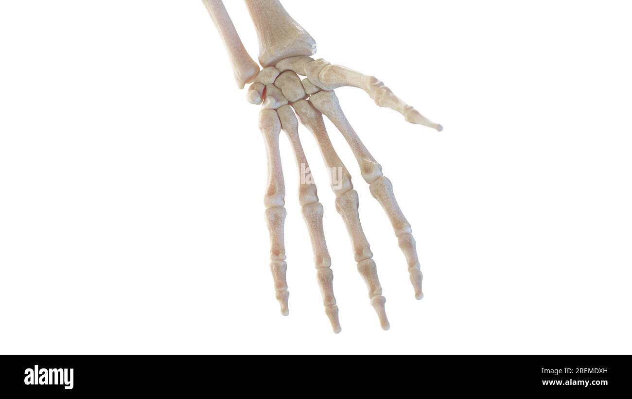 Os du poignet humain Banque d'images détourées - Alamy