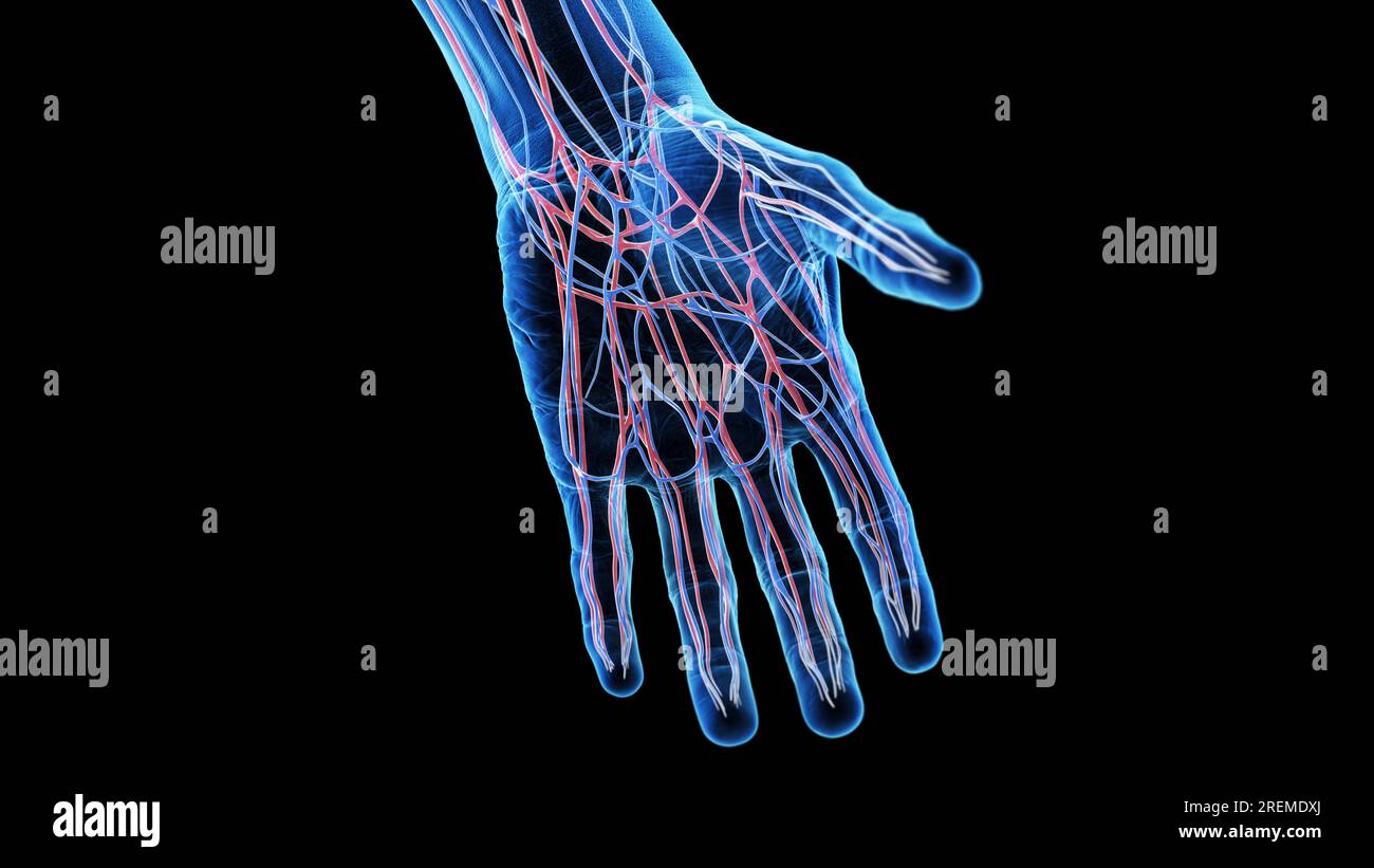 Anatomie vasculaire Banque de photographies et d’images à haute ...