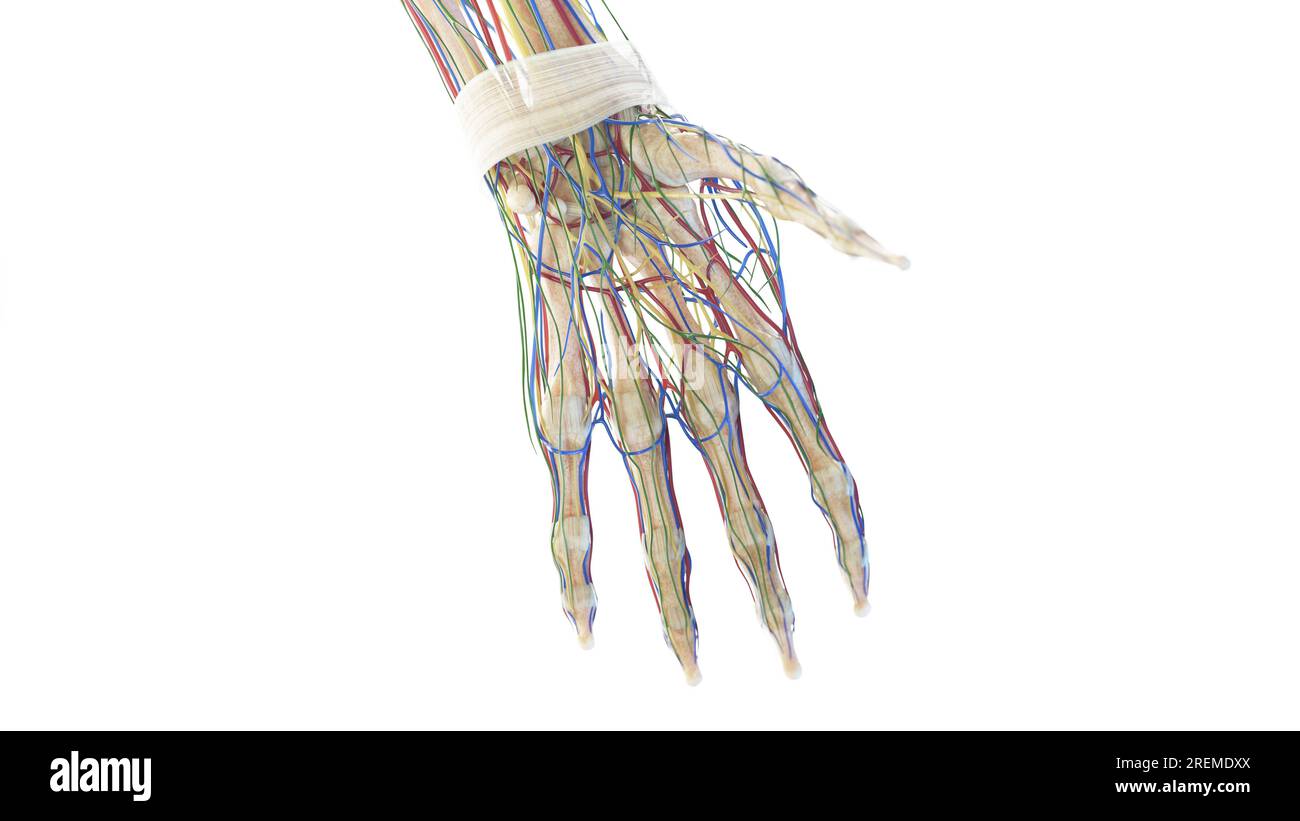 Anatomie de la main, illustration Photo Stock - Alamy Anatomie de la main, illustration Photo Stock - Alamy