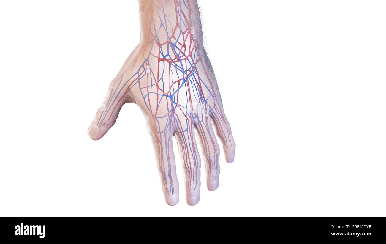 Anatomie vasculaire de la main Banque de photographies et d’images à ...
