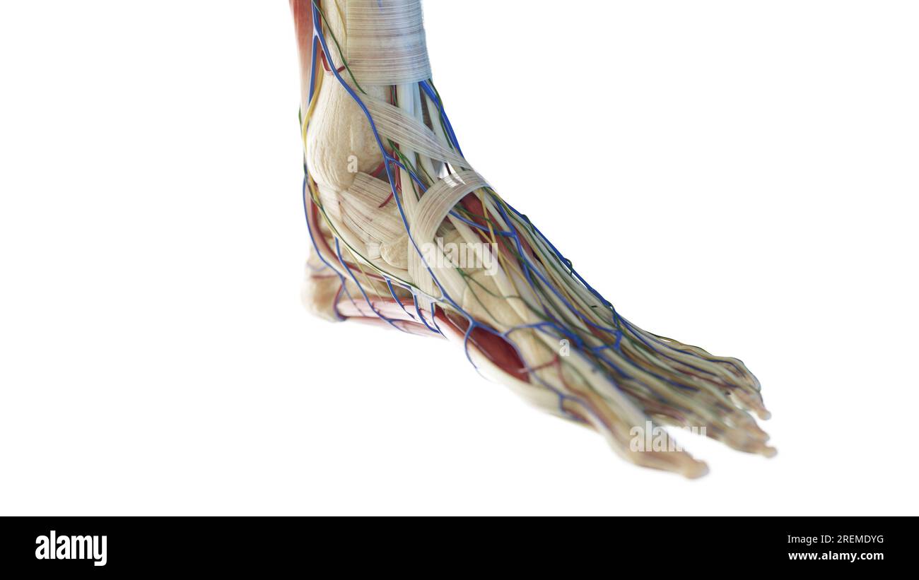 Anatomie du pied, illustration Photo Stock - Alamy