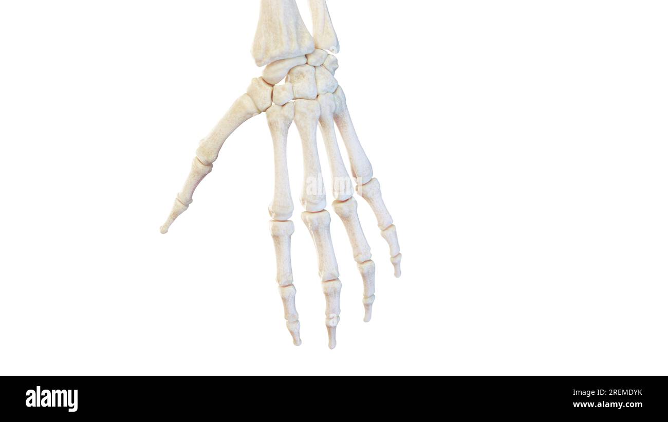 Os du poignet humain Banque d'images détourées - Alamy