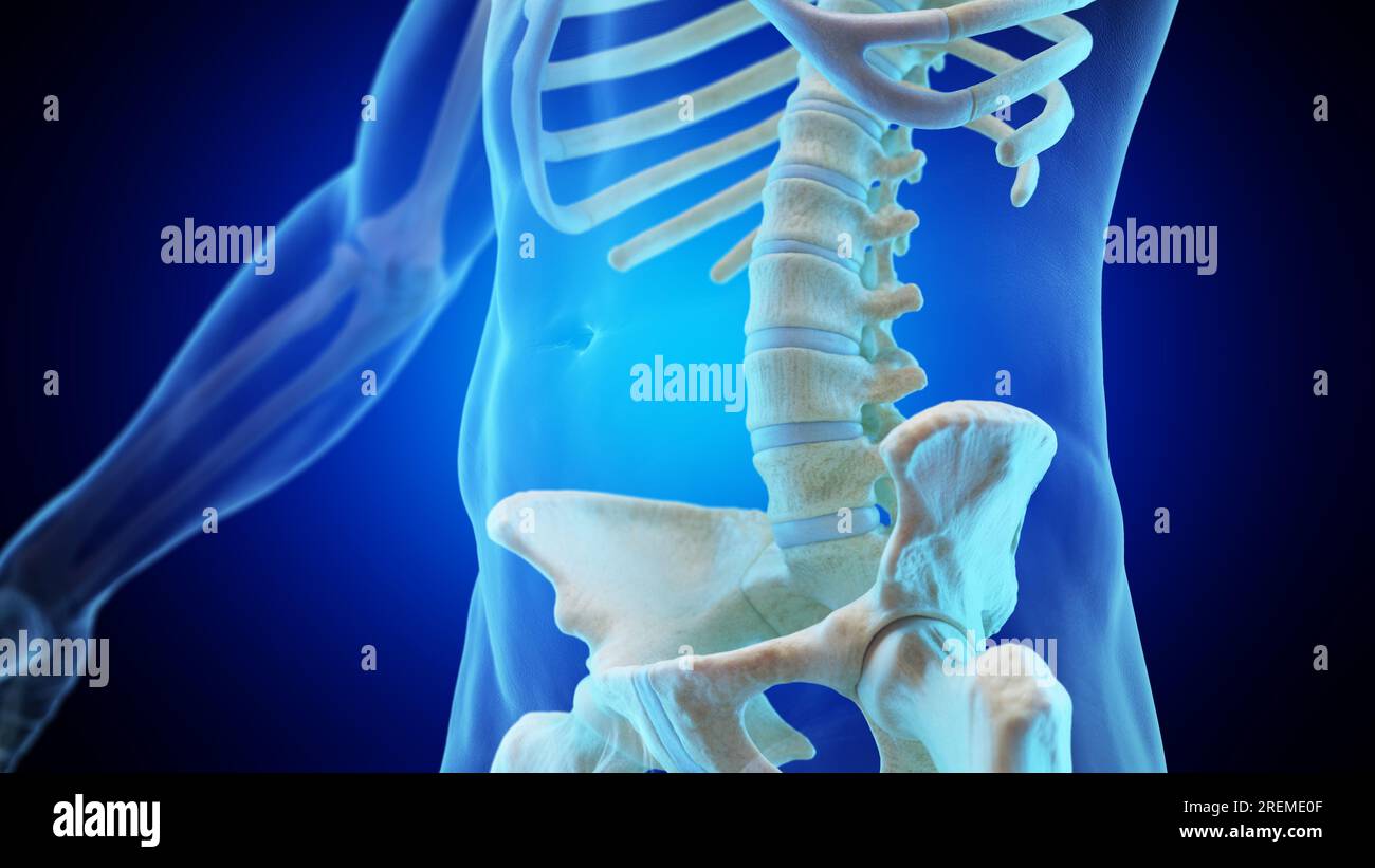 Colonne vertébrale lombaire Banque de photographies et d’images à haute ...