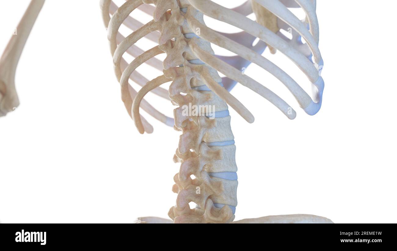 Thoracic curvature Banque de photographies et d’images à haute ...