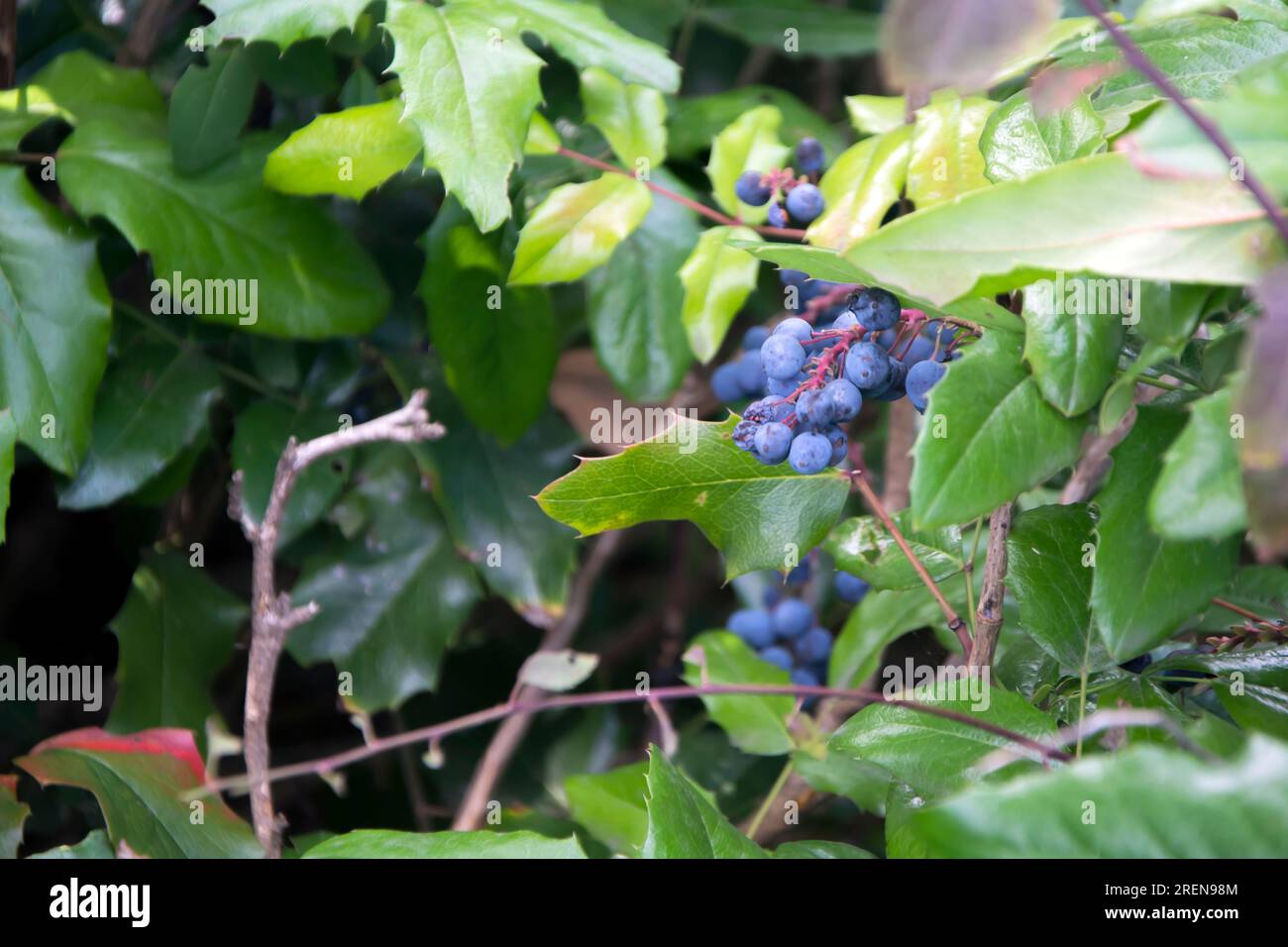 Baies vertes de mahonia Banque de photographies et d’images à haute ...