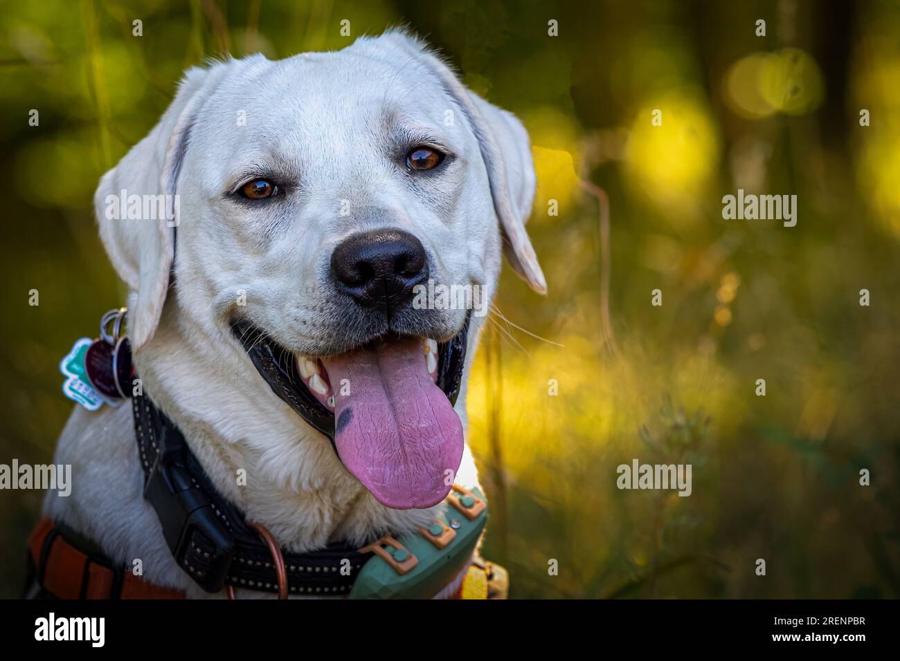 Labrador blanc Banque de photographies et d’images à haute résolution ...
