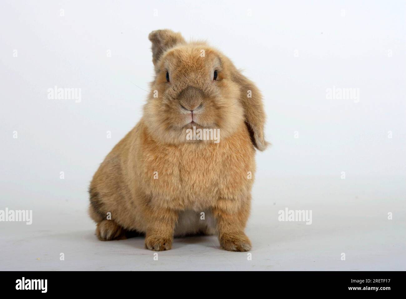 Lapin adulte Banque de photographies et d’images à haute résolution - Alamy