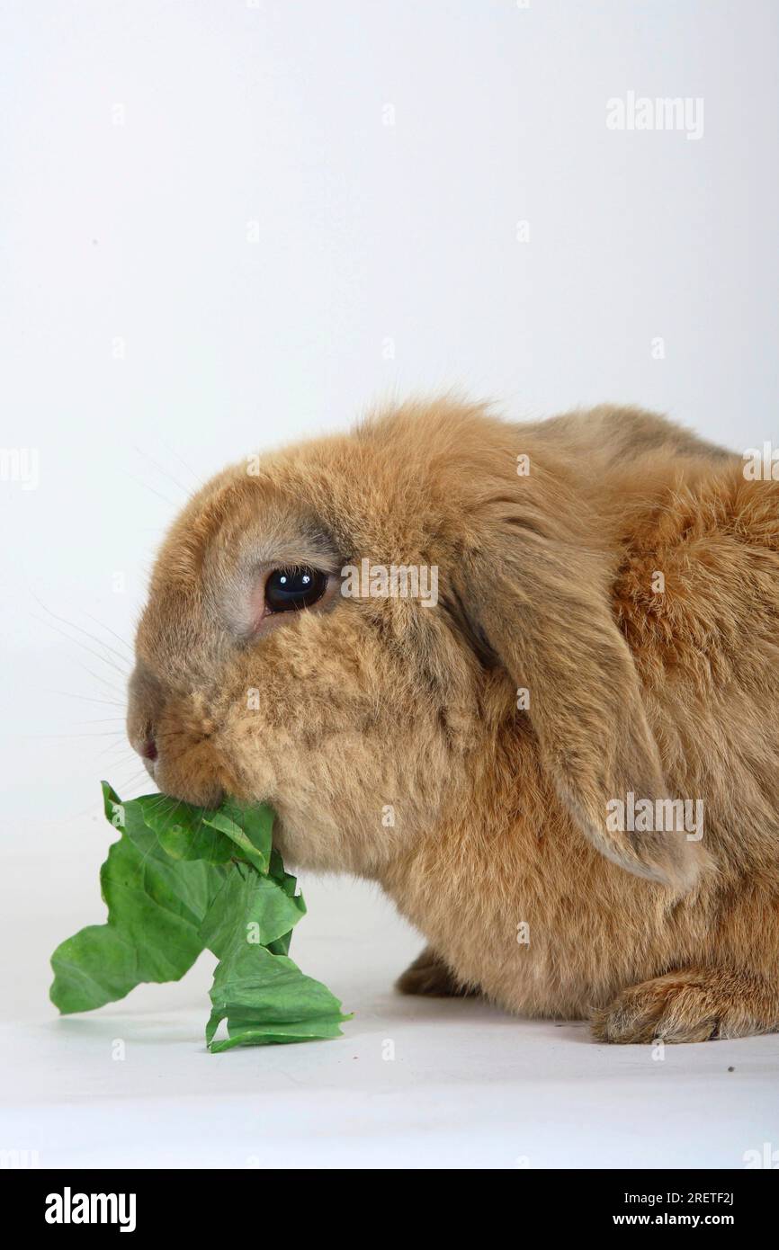 Lapin adulte Banque de photographies et d’images à haute résolution - Alamy