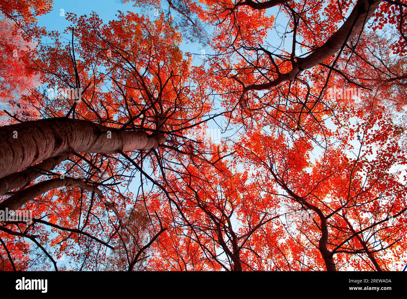 Feuilles d'automne et paysage d'arbres Banque de photographies et d ...