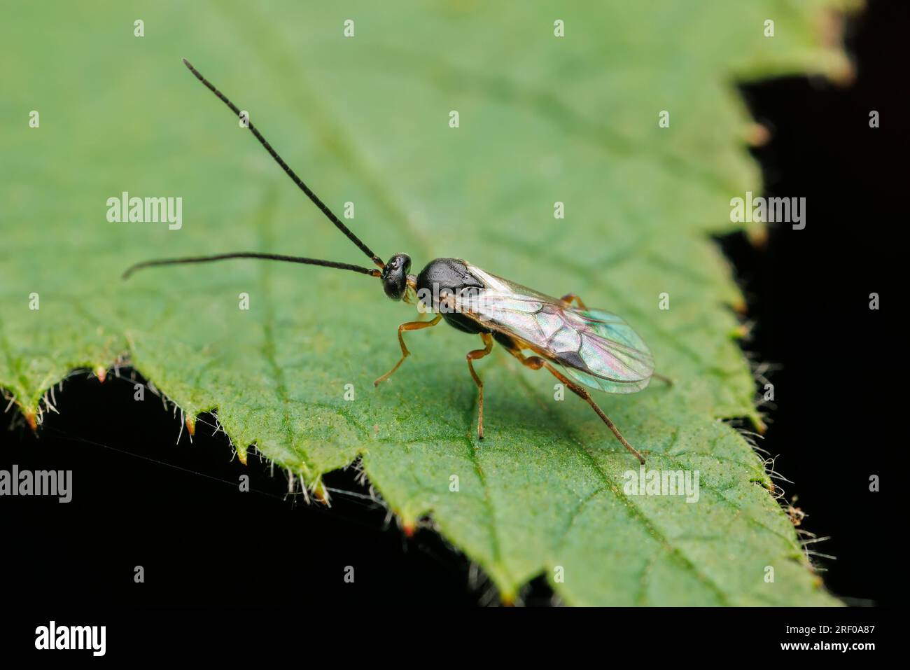 Parasitoïde de guêpe Banque de photographies et d’images à haute ...
