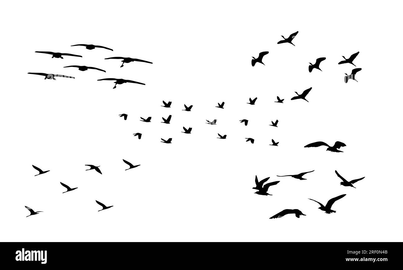 Les oiseaux volent Banque d'images vectorielles - Alamy