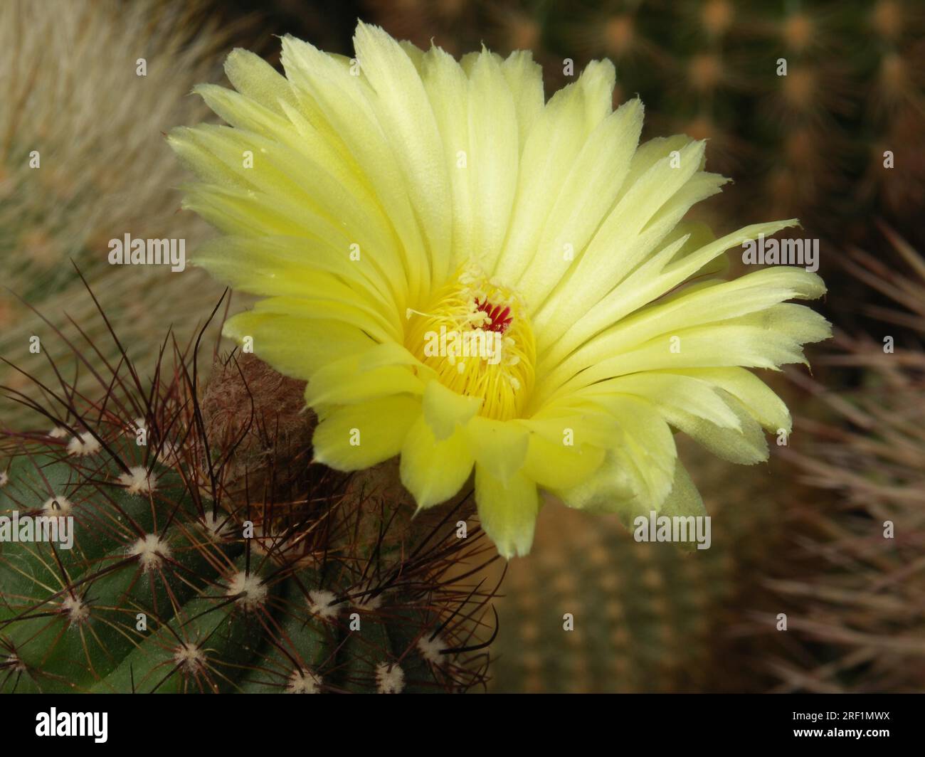 Notocactus parodia Banque de photographies et d’images à haute ...