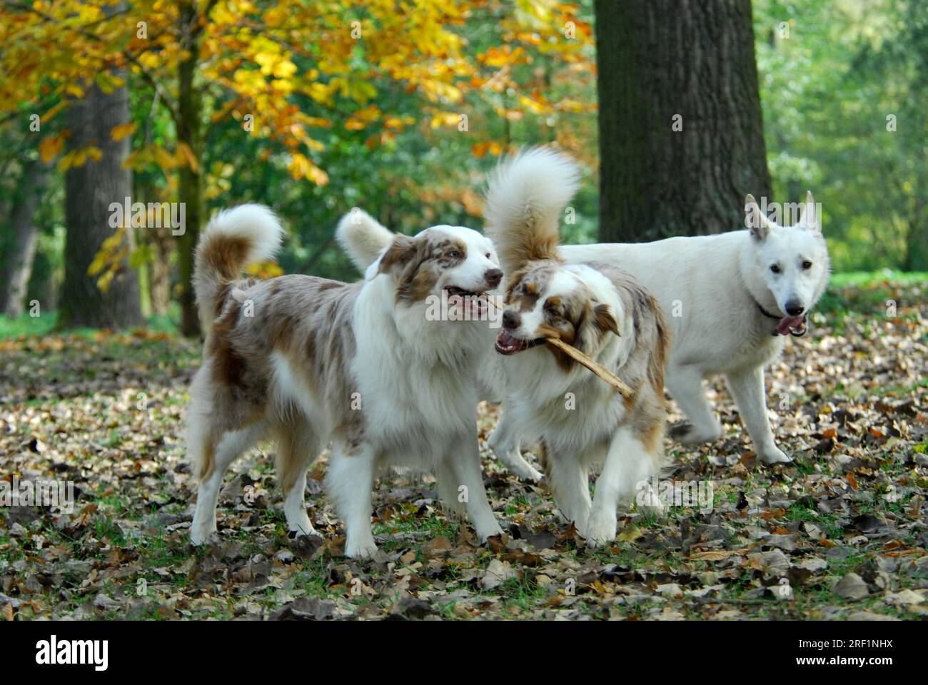 Bâton de bergers Banque de photographies et d’images à haute résolution - Alamy