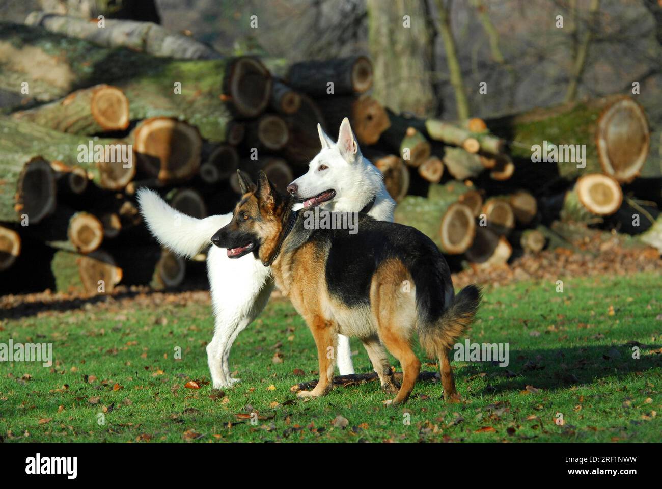 Deux chiens de berger, un Berger blanc et un Berger allemand, debout côte à côte, Berger blanc ...
