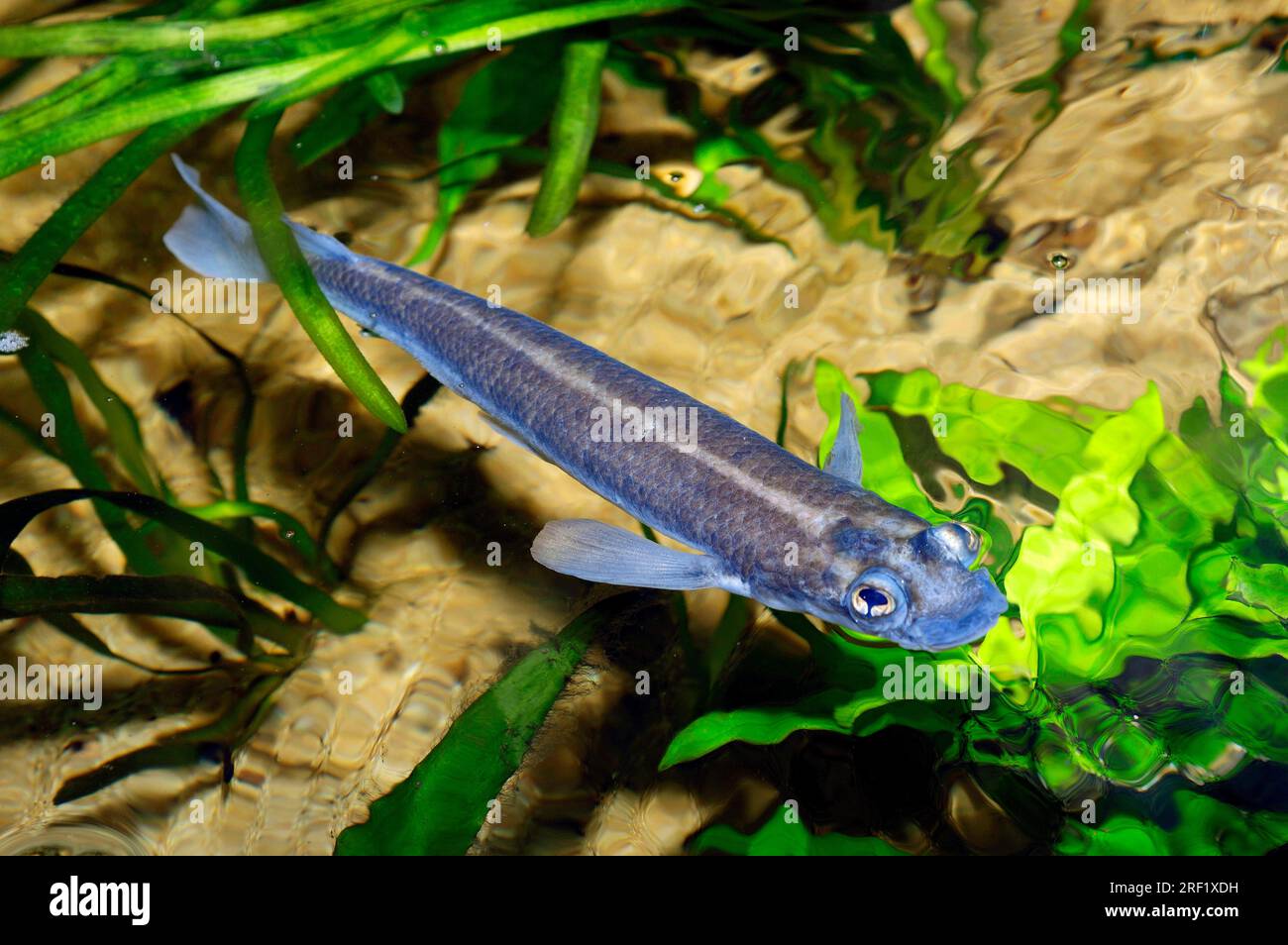 Poissons à quatre yeux Banque de photographies et d’images à haute ...