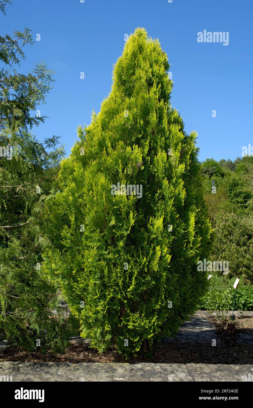 Thuja bush Banque de photographies et d’images à haute résolution - Alamy