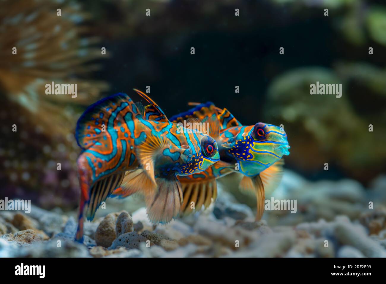 Beaux coraux Banque de photographies et d’images à haute résolution - Alamy