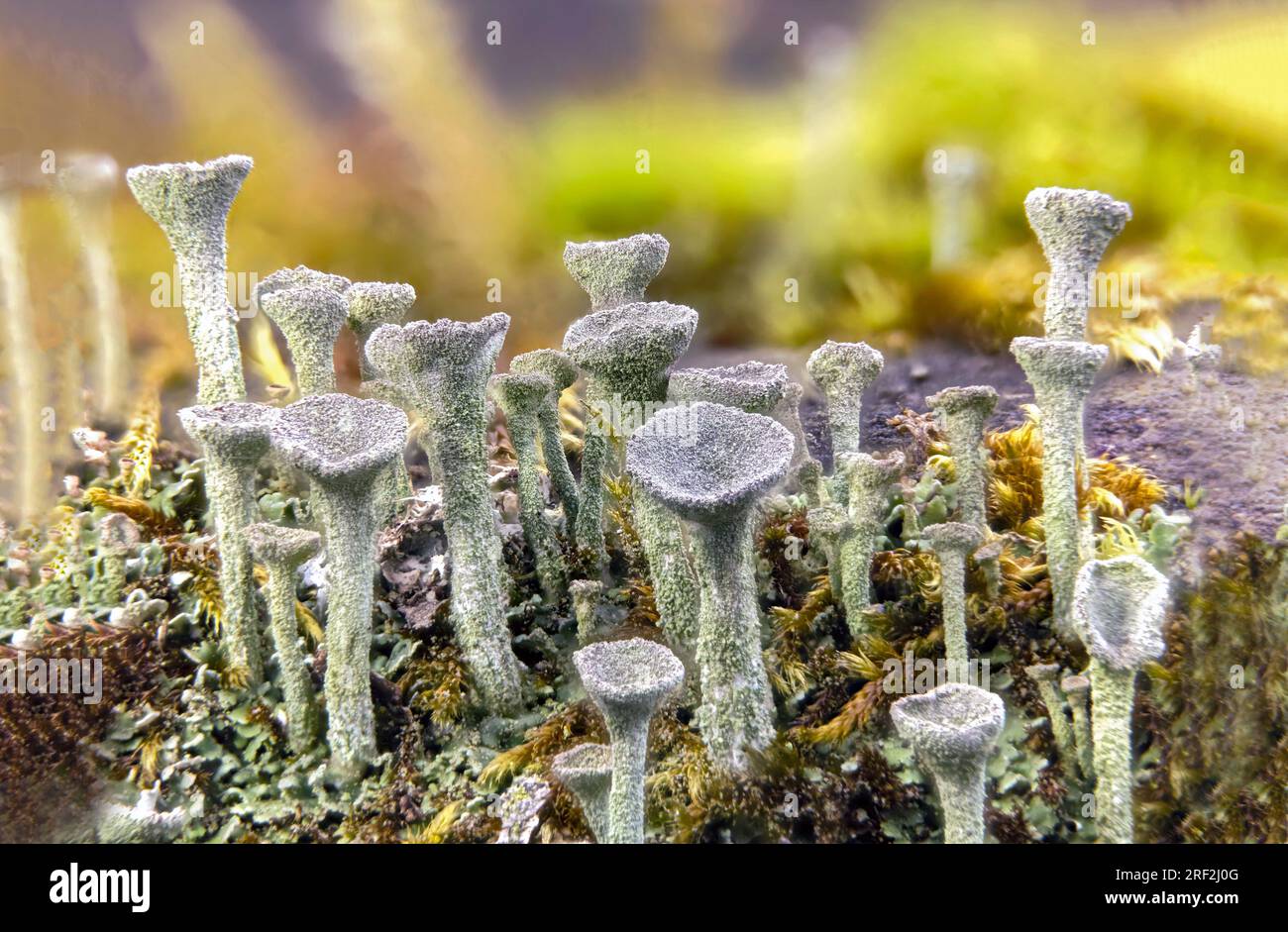 Cladonia spec Banque de photographies et d’images à haute résolution ...