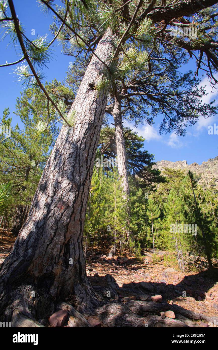 Pin Corse, pin noir Corse (Pinus nigra subsp. laricio, Pinus nigra ...