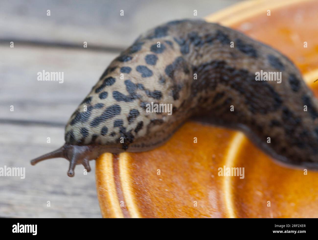 Limace grise Banque de photographies et d’images à haute résolution - Alamy