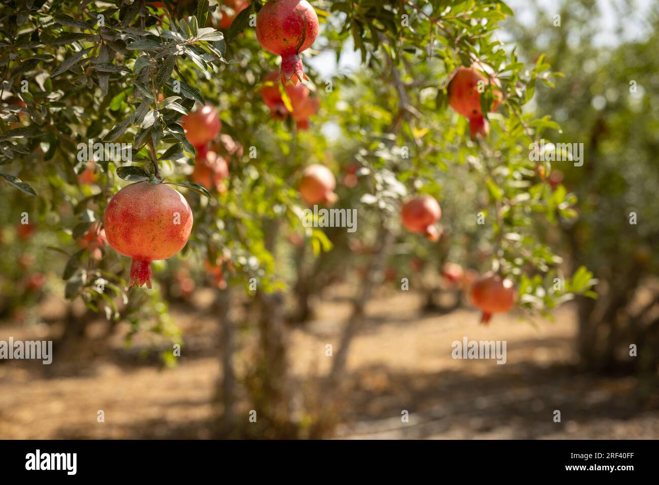 Verger de grenade Banque de photographies et d’images à haute ...