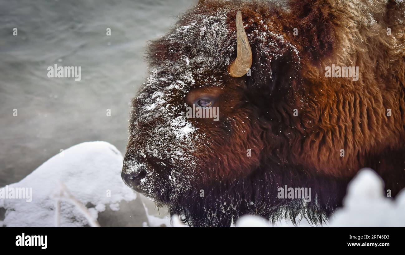Profil d'un buffle ou d'un bison avec de la neige sur son visage dans ...