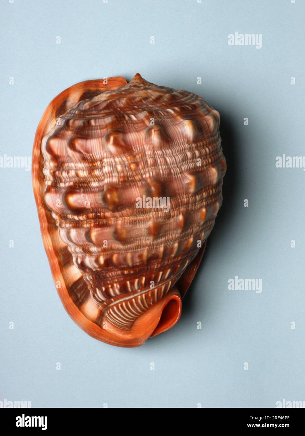 Cypraecassis rufa, Cassidae Photo Stock - Alamy