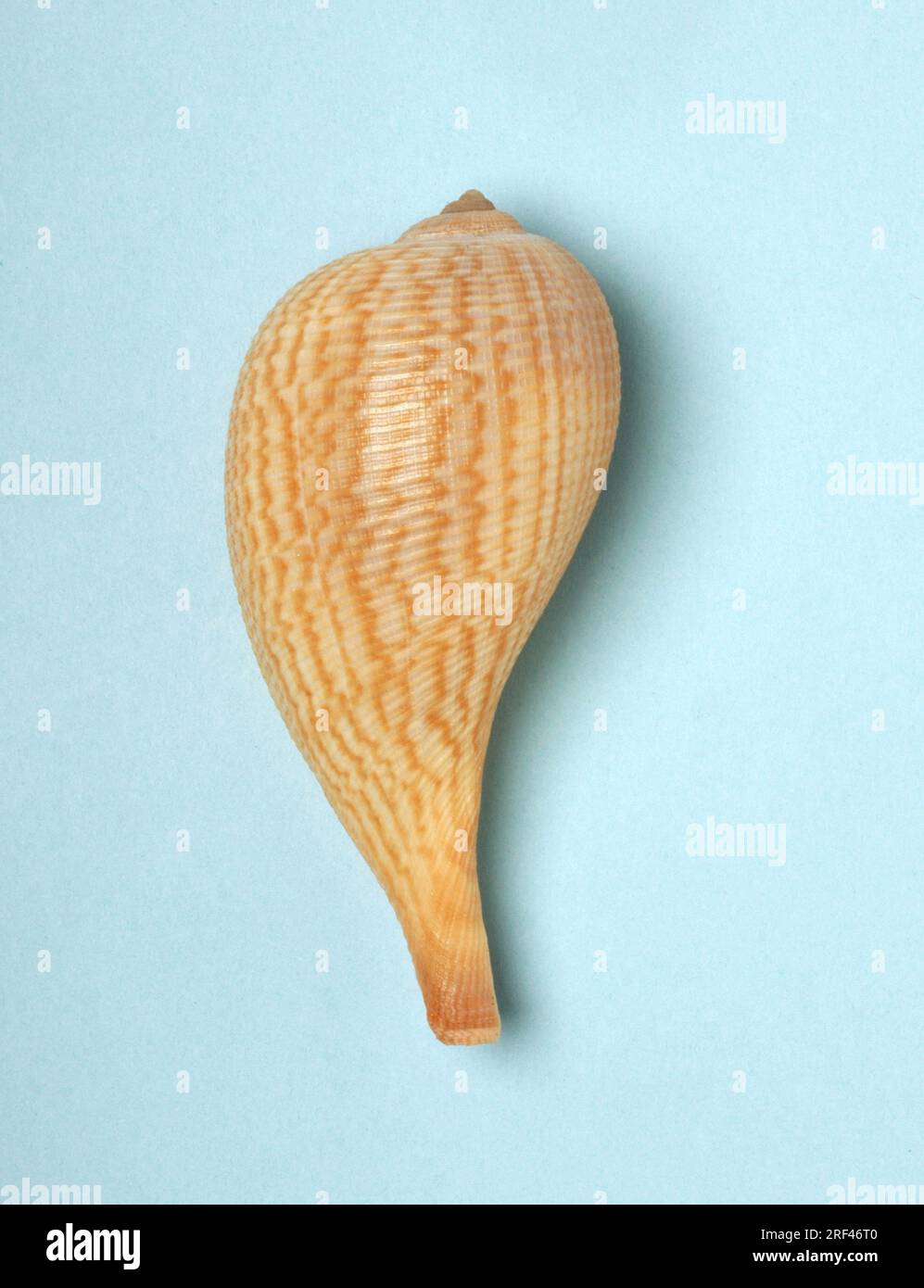 Ficus gracilis Banque de photographies et d’images à haute résolution - Alamy