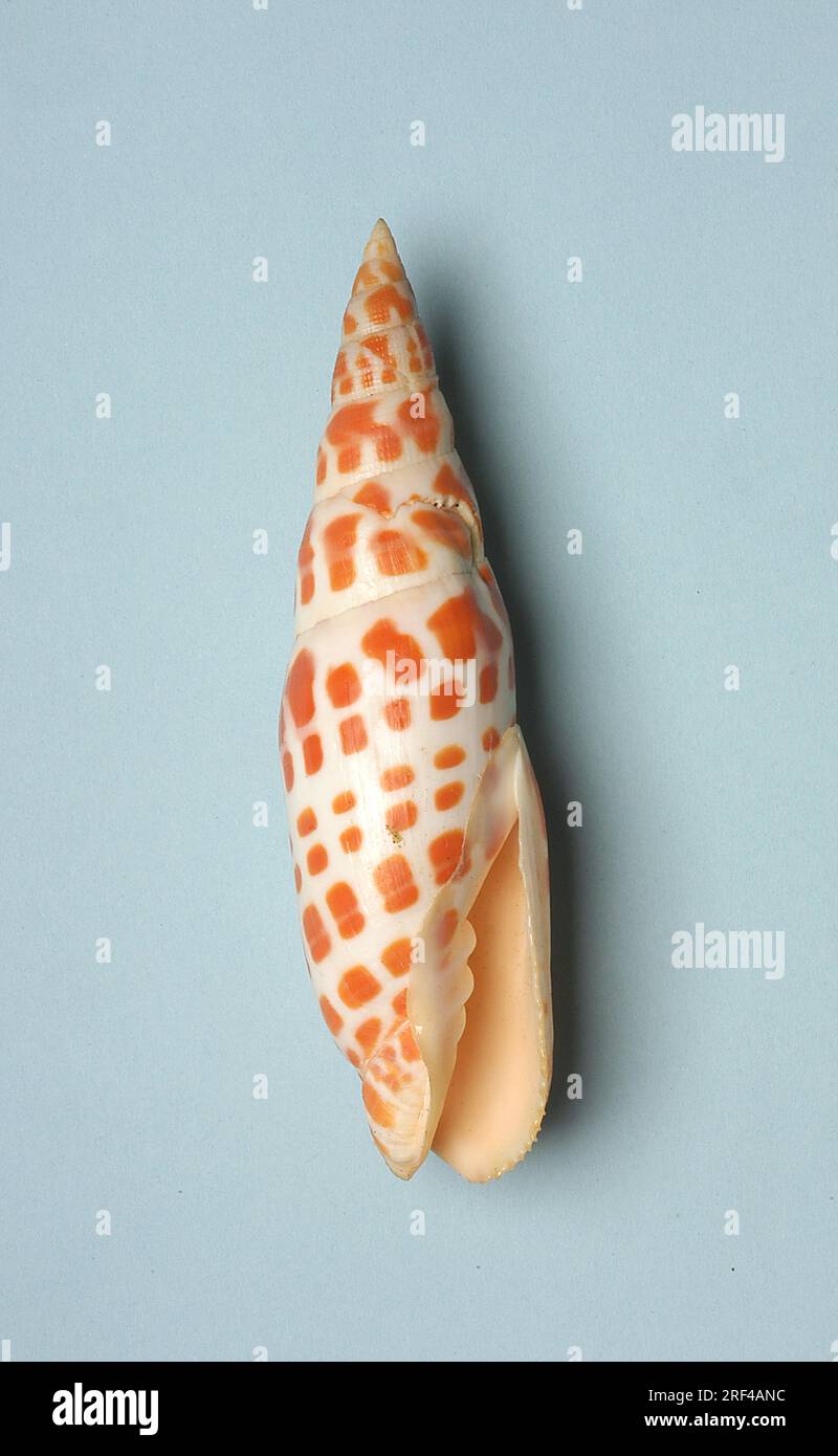 Shell mitra Banque de photographies et d’images à haute résolution - Alamy