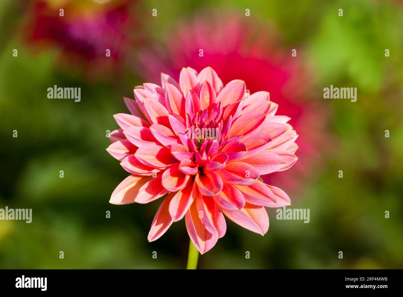Photos De Belles Fleurs Rouges